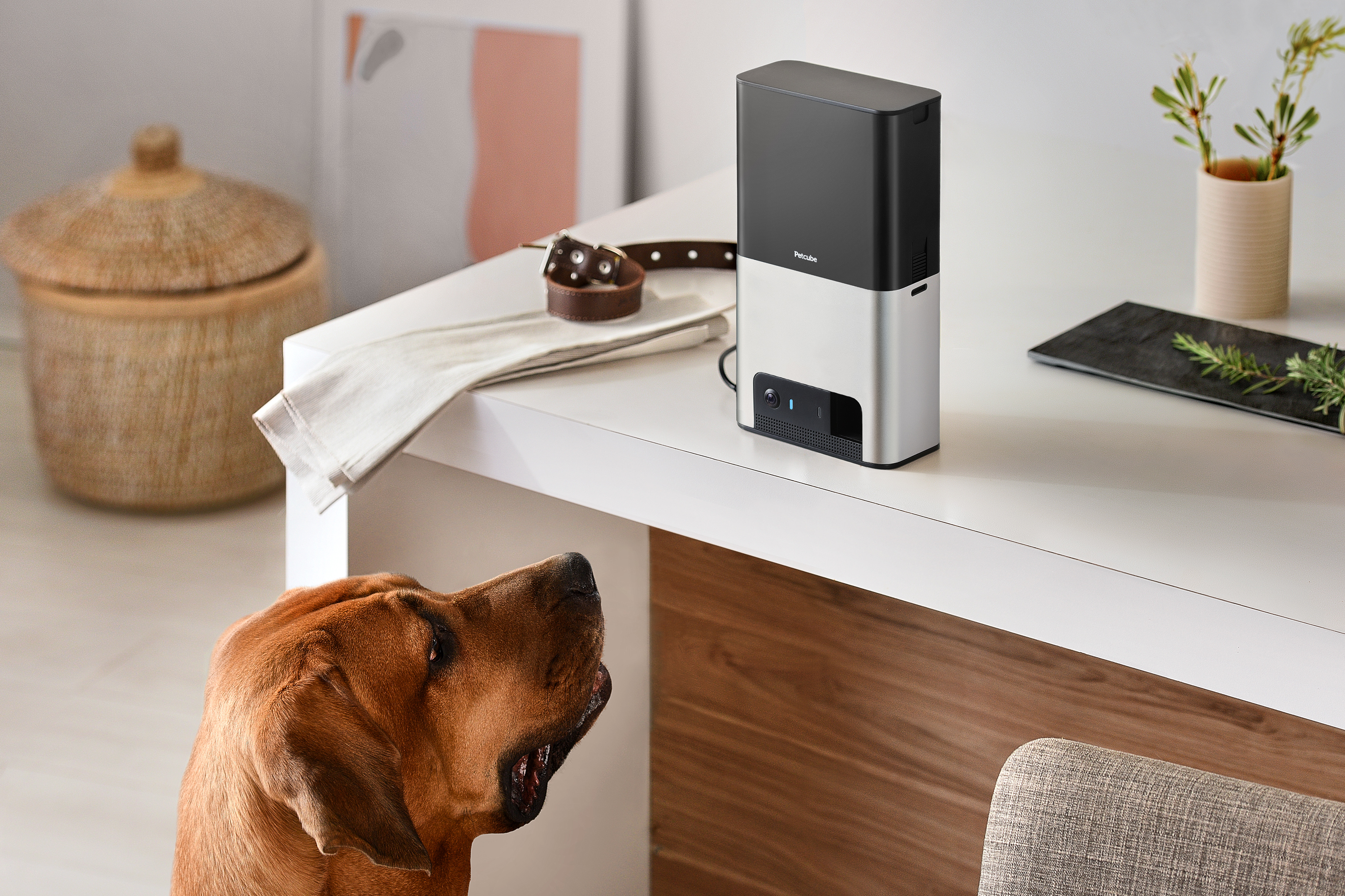 Petcube Media Resources, Images And Logos