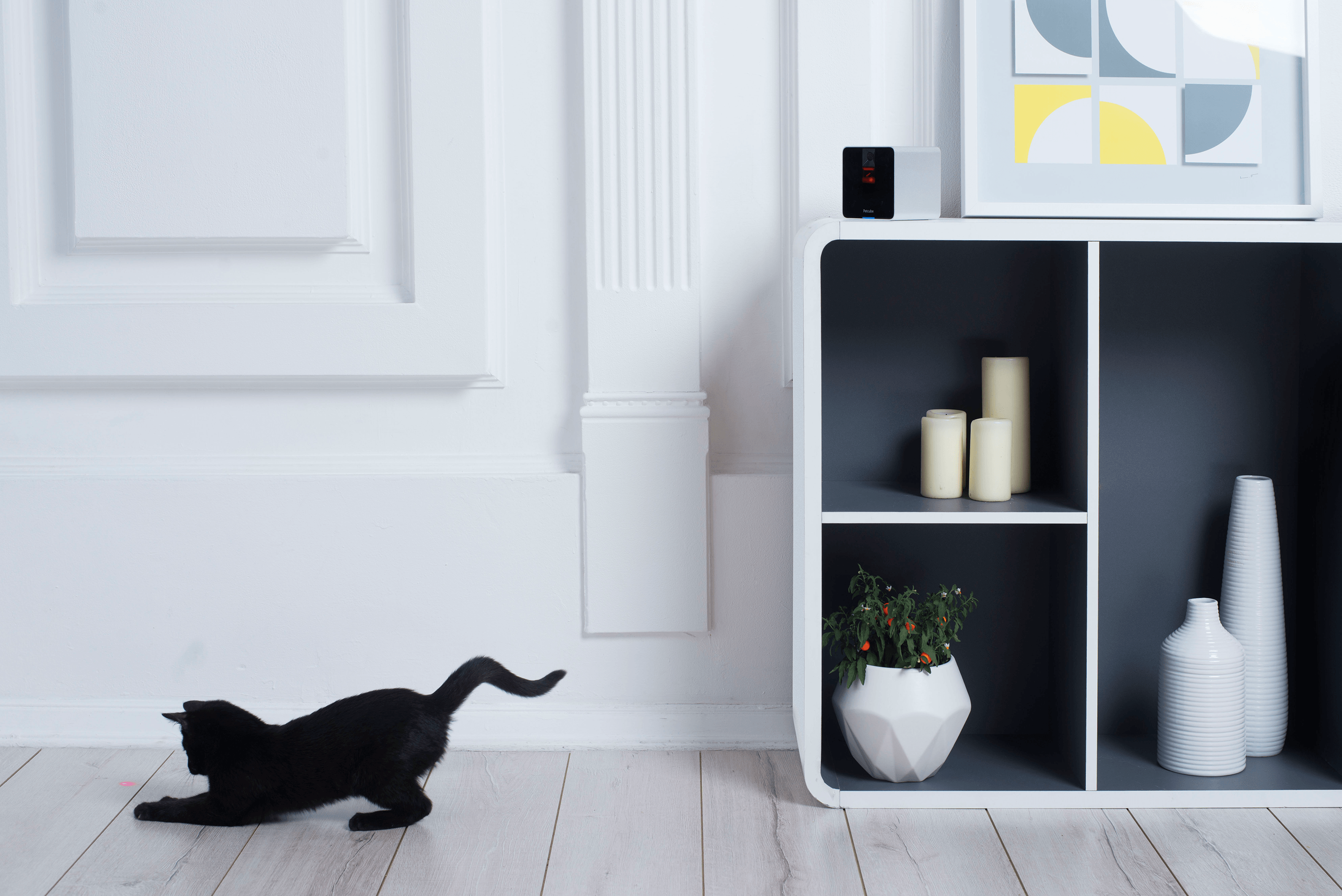 Media | Petcube: Remote Wi-Fi Pet Camera | Pet Monitor System