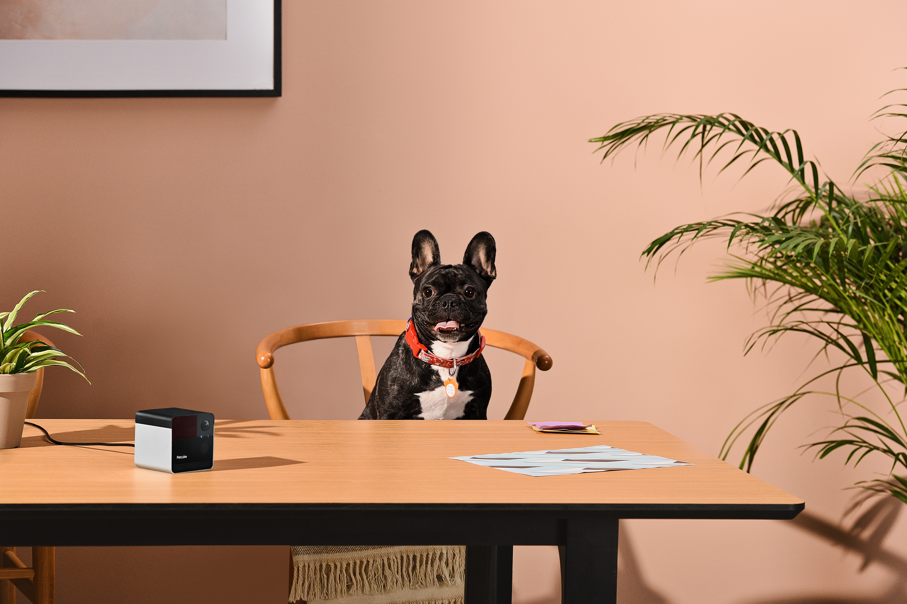 Petcube Media Resources, Images And Logos