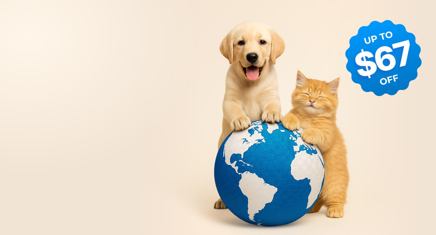 Edema in Dogs: Causes and Treatments